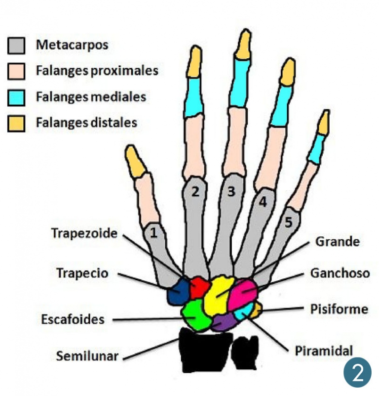 RADIOGRAFÍA DEL CARPO – Radiología Dental Las Palmas